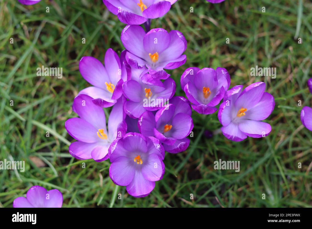 Beautiful purple crocuses close hi-res stock photography and images - Alamy