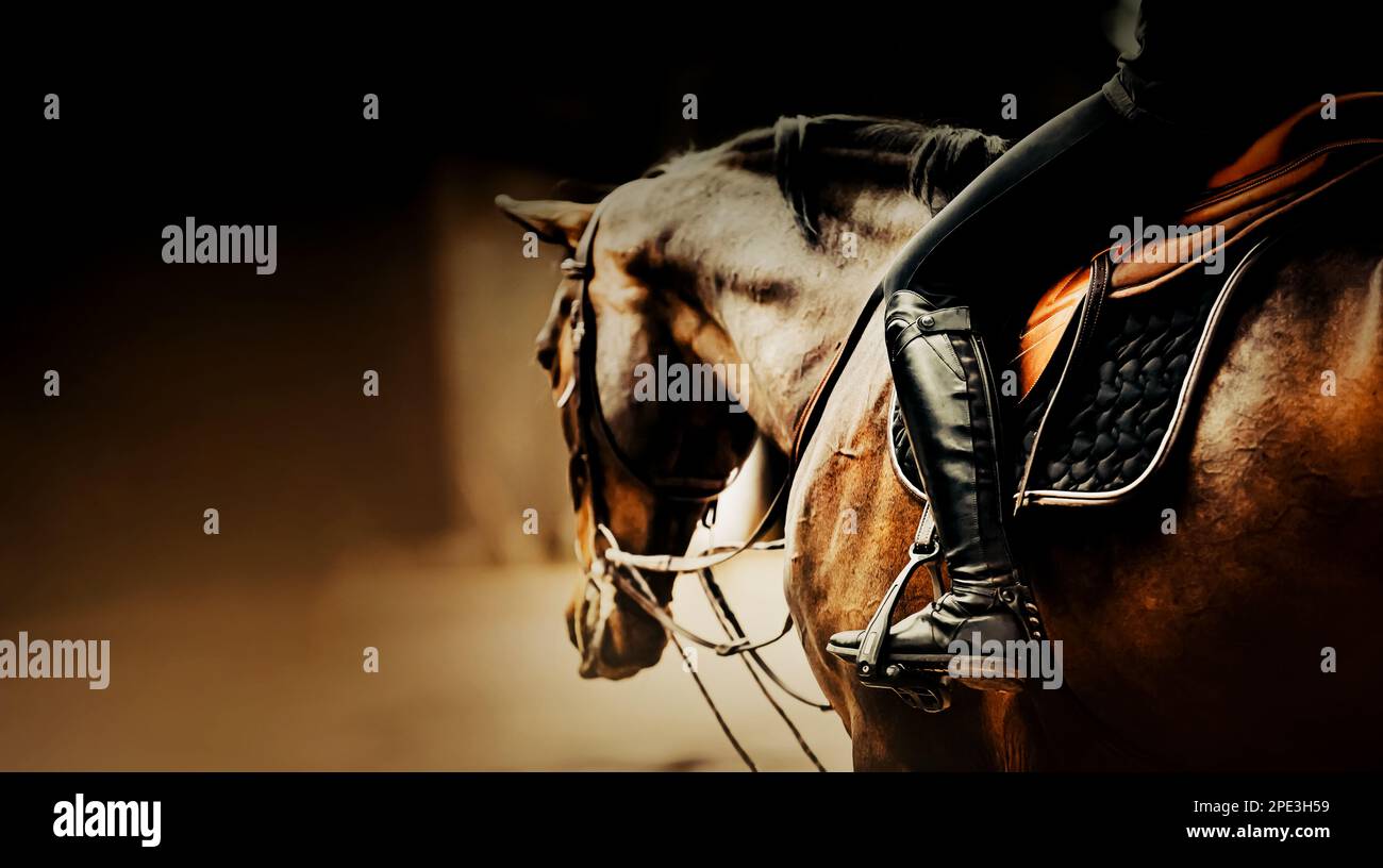 A rider is sitting on a beautiful bay racehorse in the saddle ...