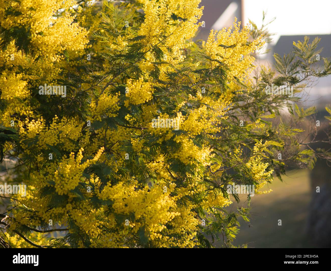 Beautiful bright yellow hairy mimosa flowers close-up. Blooming mimosa ...