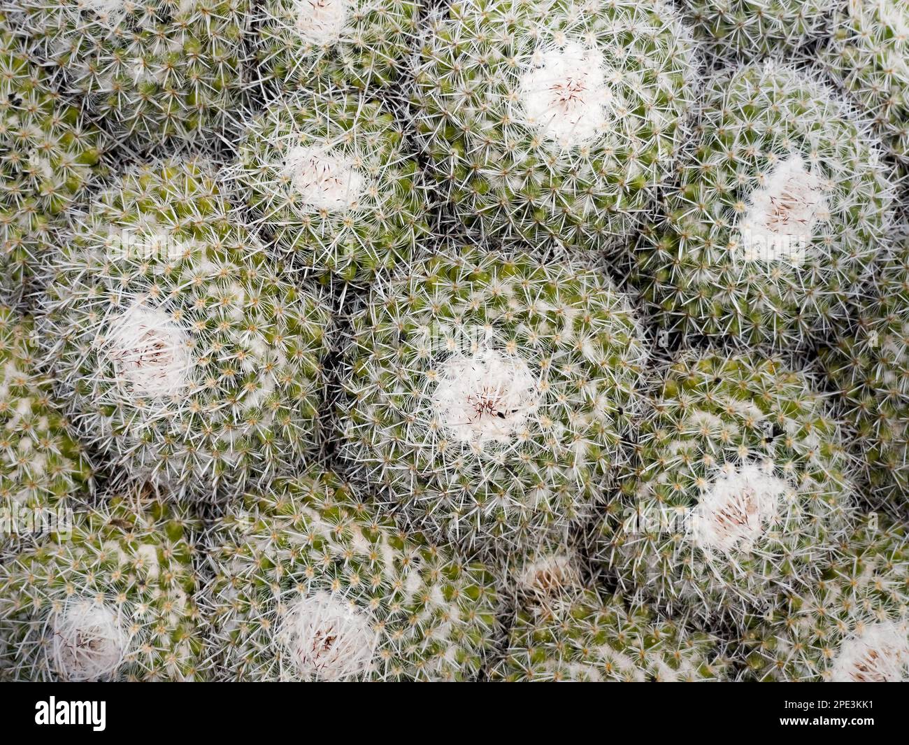 Cactus plant beautiful nature background. Nature and ecology concept ...