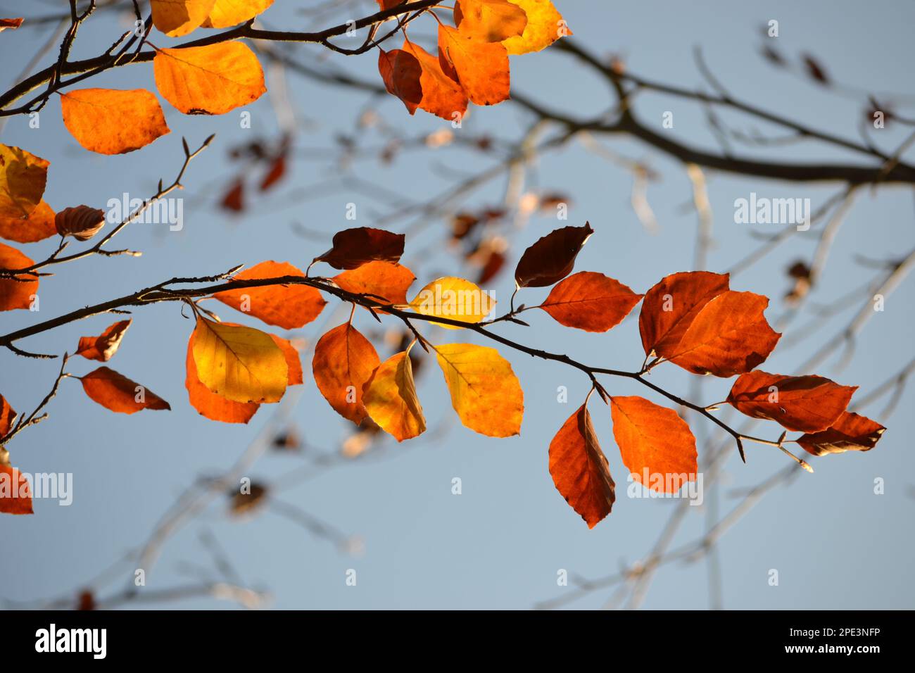 Bronze leaves hi-res stock photography and images - Alamy