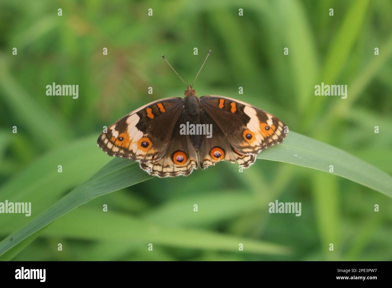 Butterflies, this animal is much loved because of the shape and color ...