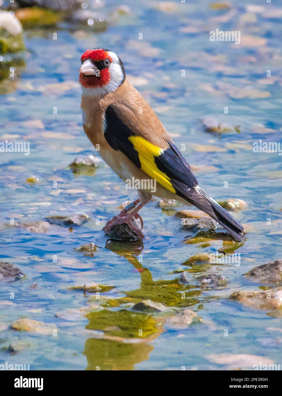 Goldfinch in habitat hi-res stock photography and images - Alamy