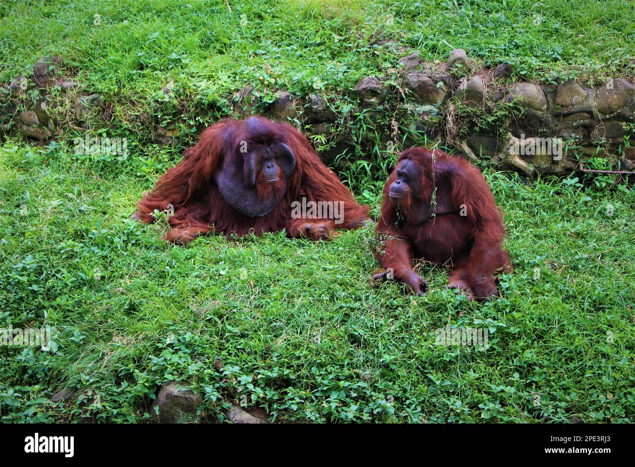 Sumatera Orangutan Indonesia, Sumatera orangutan is a protected animal ...