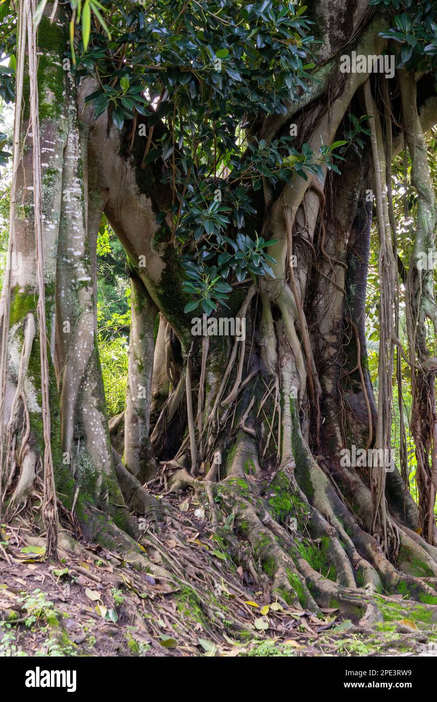Huge ficus tree with vines and aerial roots background close up Stock ...