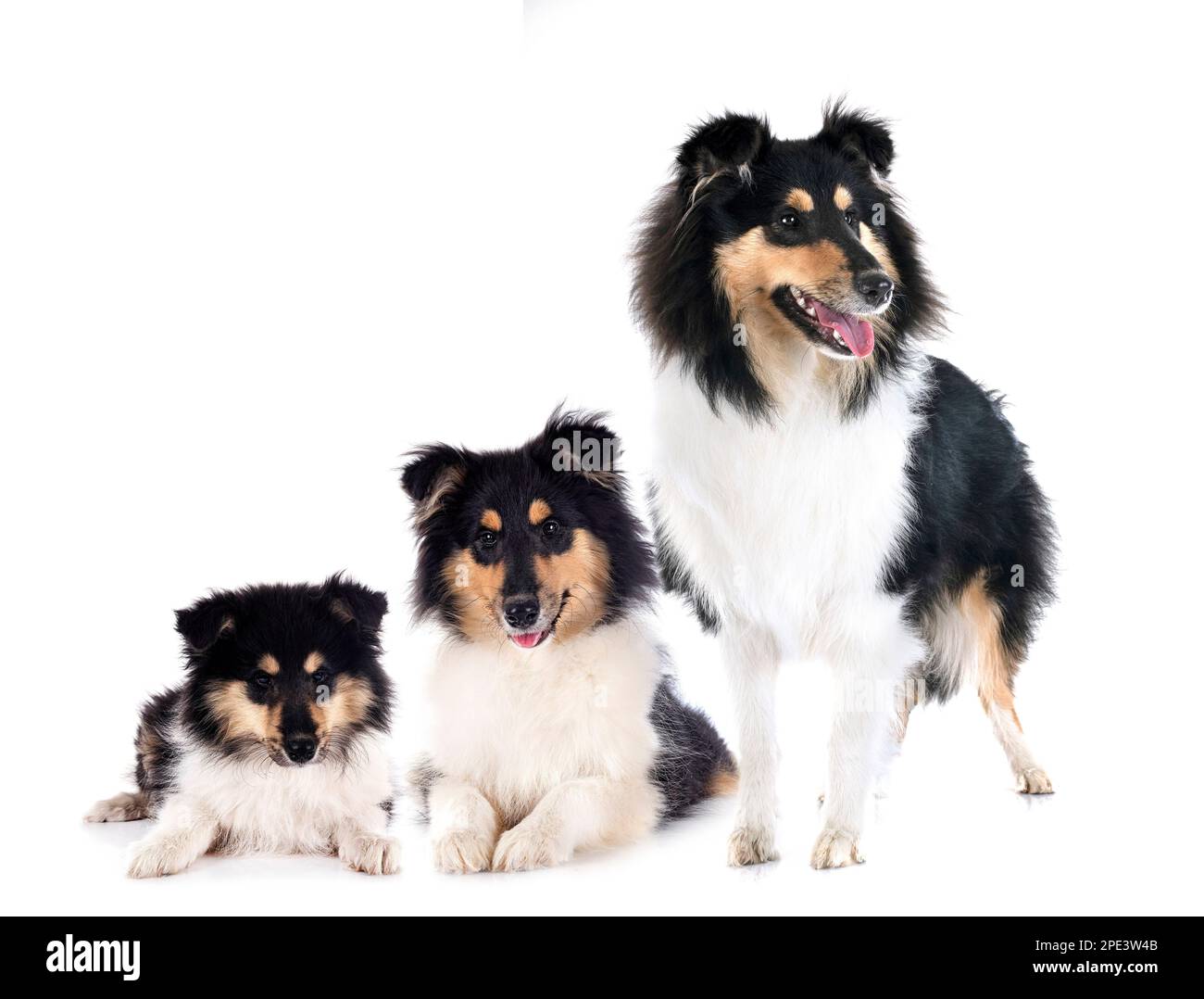 young rough collies in front of white background Stock Photo - Alamy