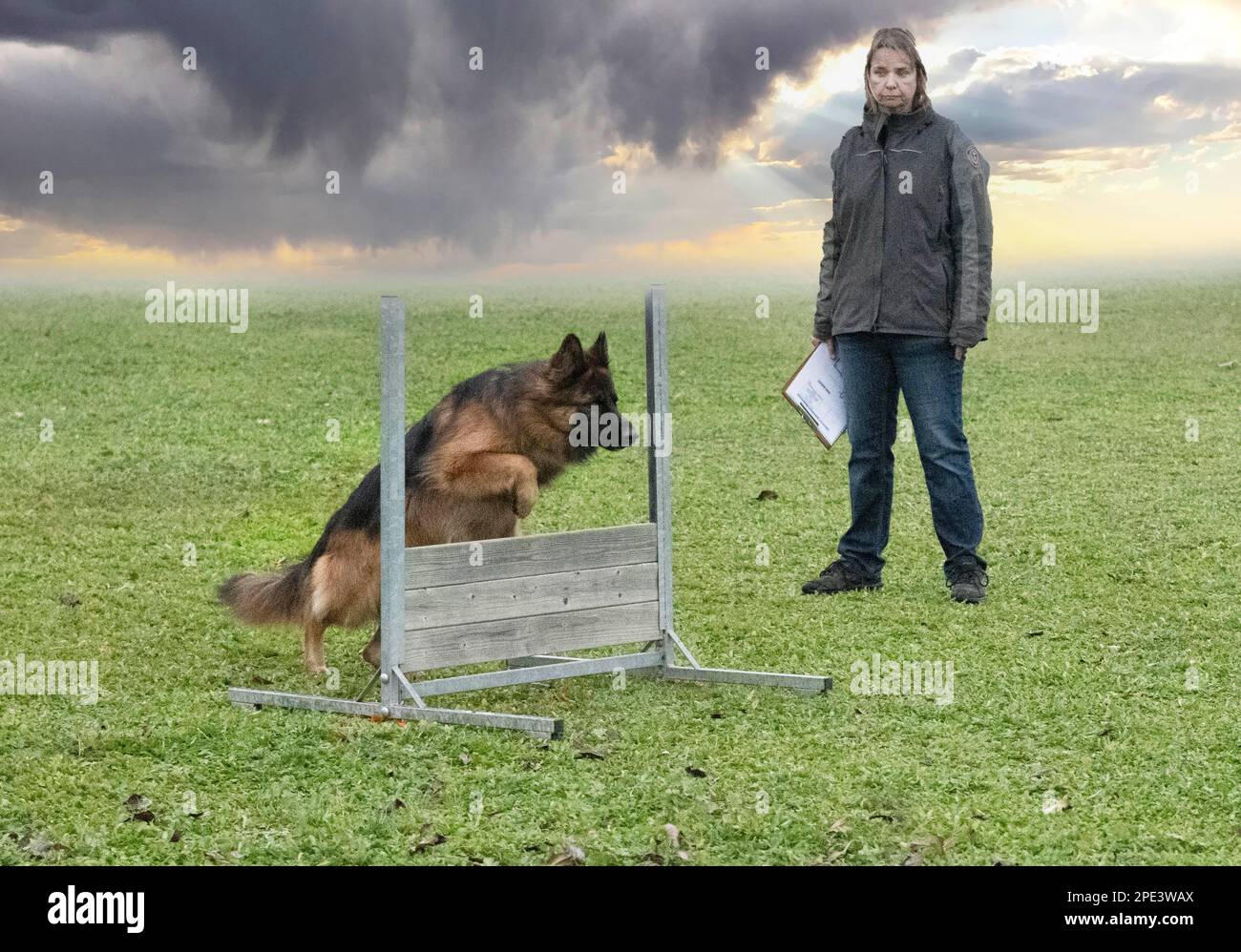 gray german shepherd training for competition of obedience Stock Photo ...