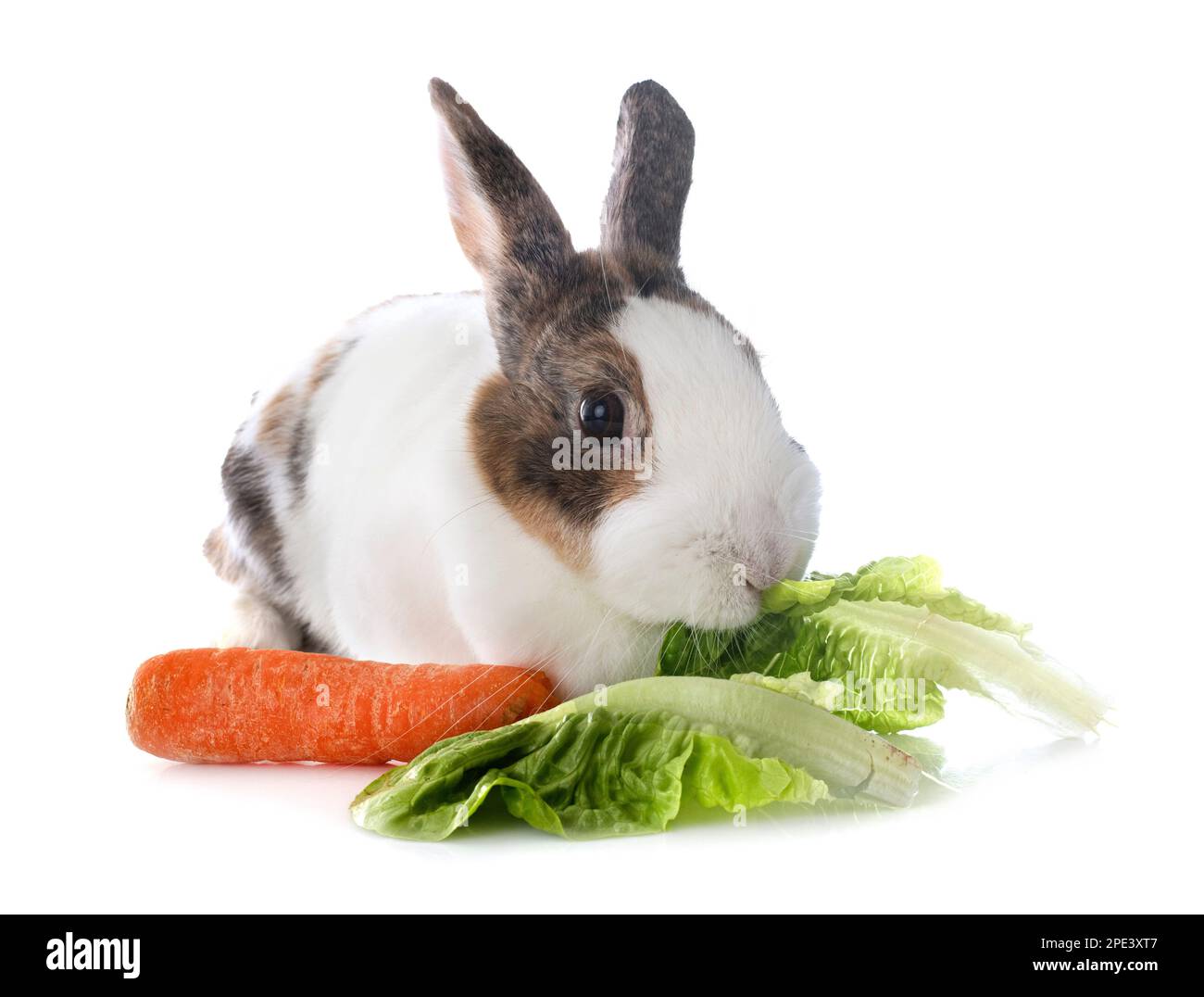 rex rabbit in front of white background Stock Photo - Alamy