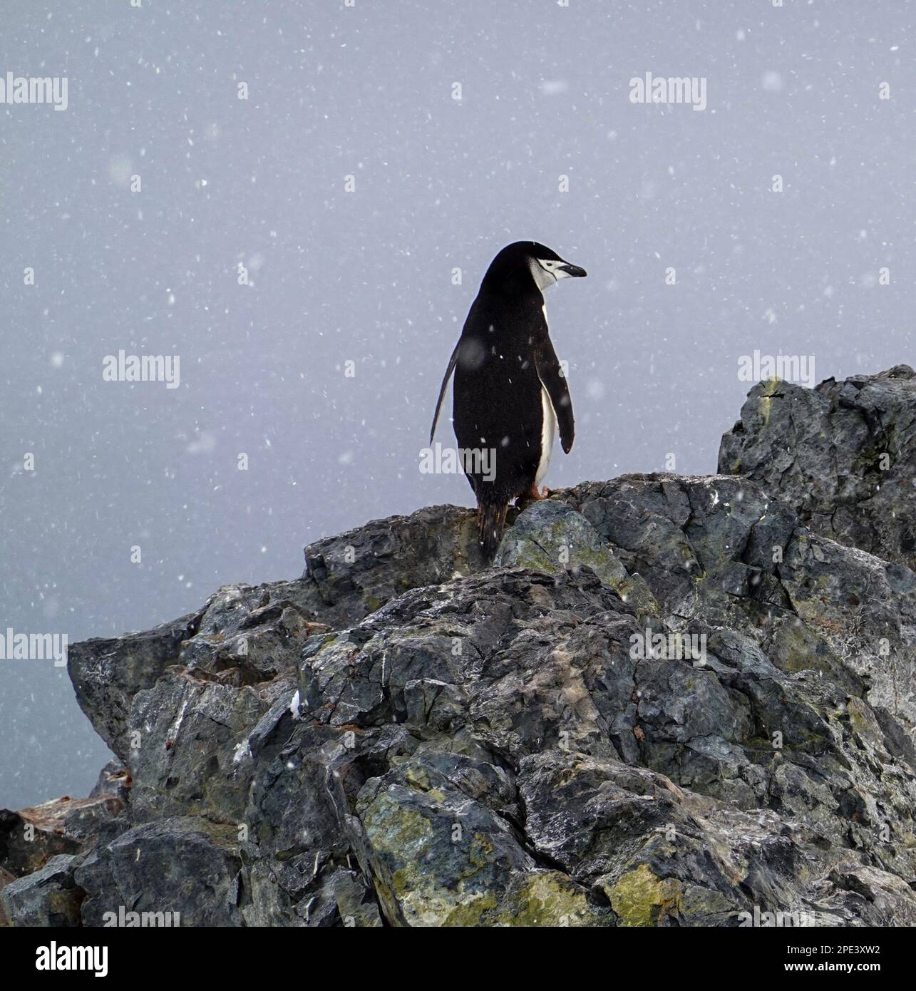 Jagged tail hi-res stock photography and images - Alamy