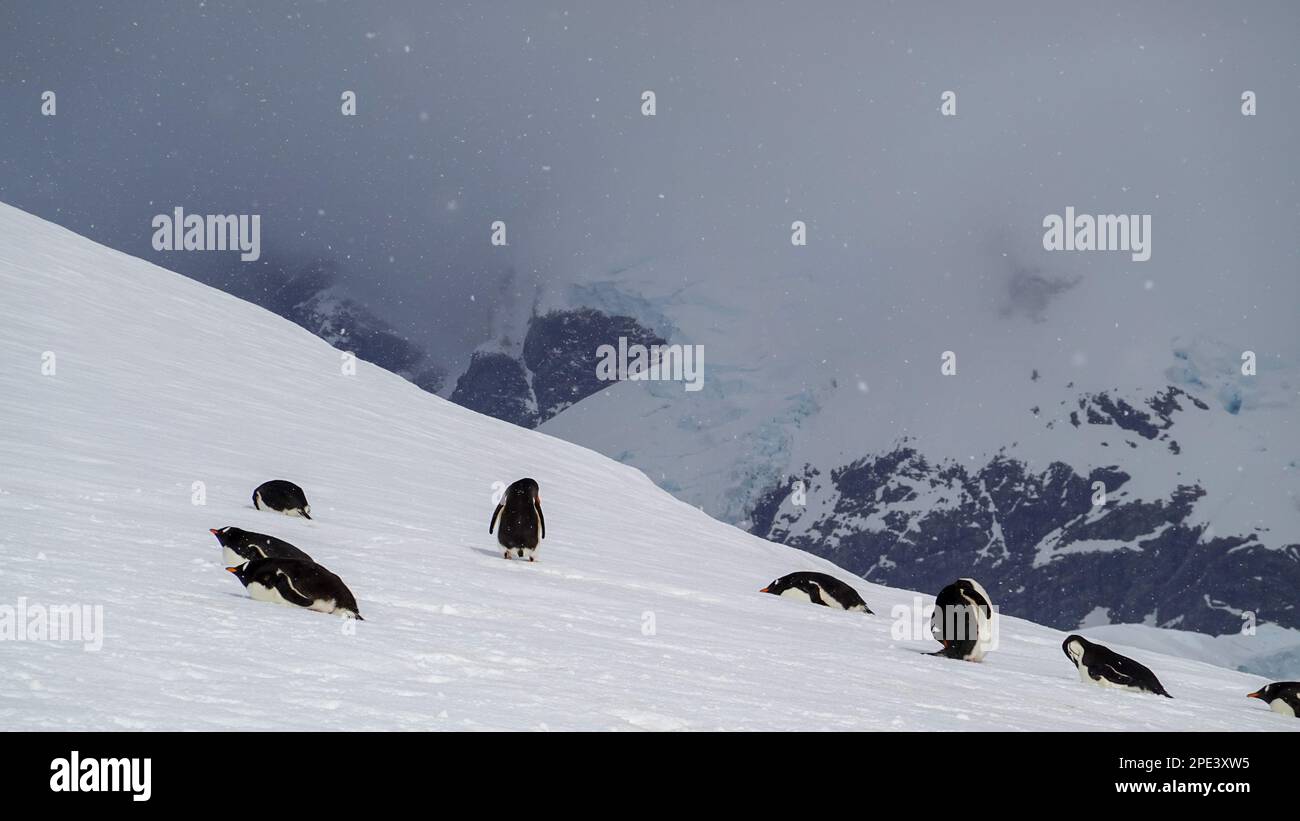 A group of penguins walking, sliding and standing up on a snow covered ...