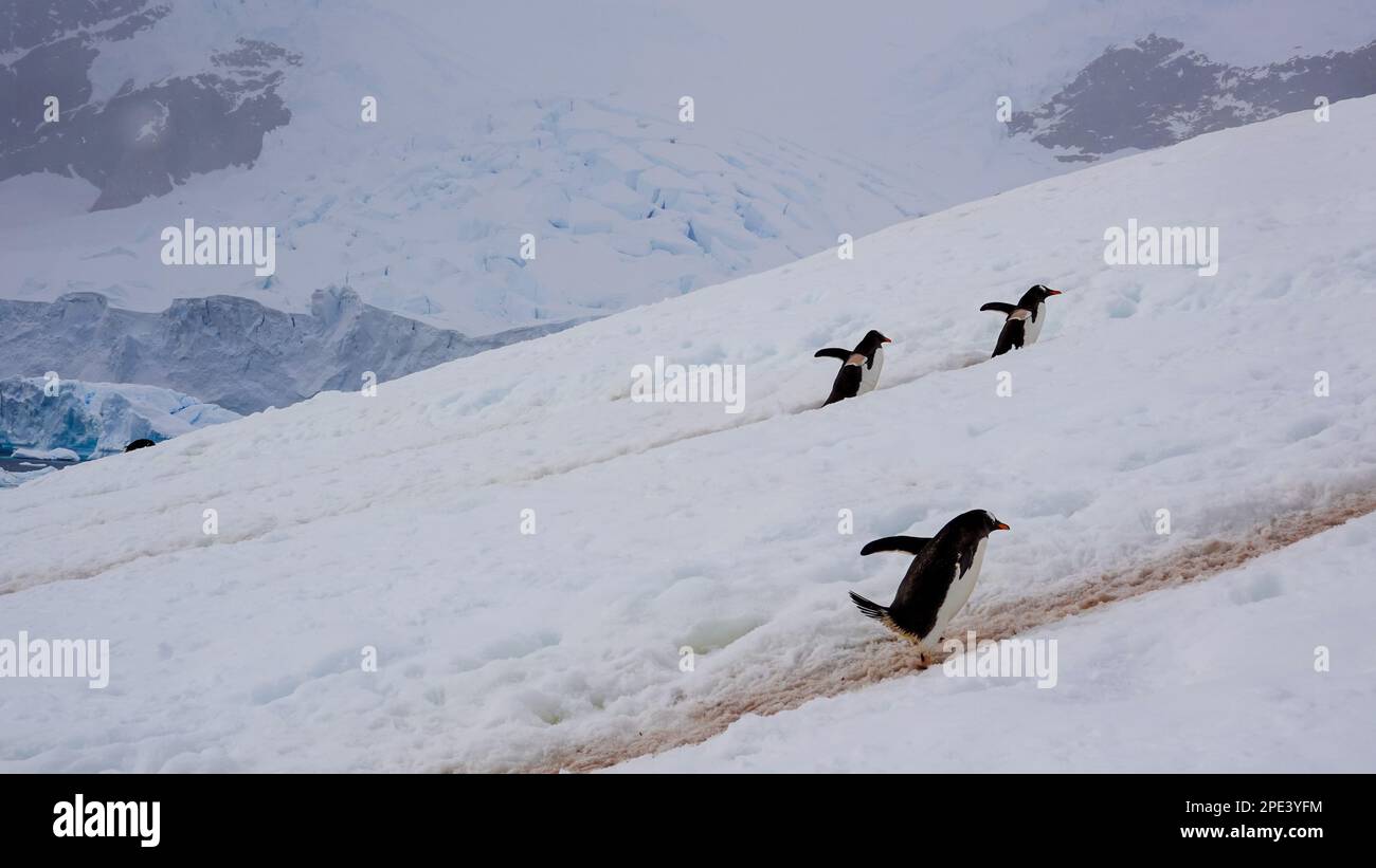 Penguins climb hi-res stock photography and images - Alamy