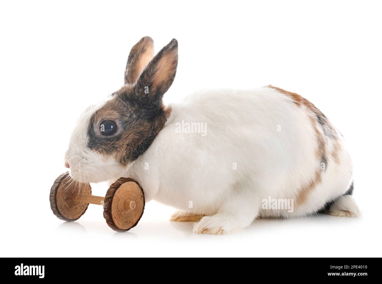 rex rabbit in front of white background Stock Photo - Alamy