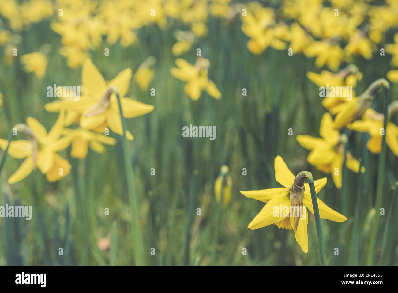 Yellowwildflowers hi-res stock photography and images - Alamy