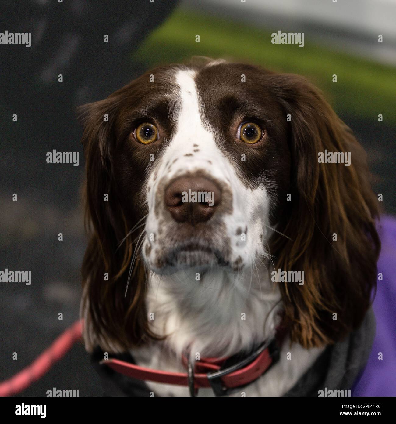 English Springer Spaniel at Crufts dog show 2023 Stock Photo - Alamy