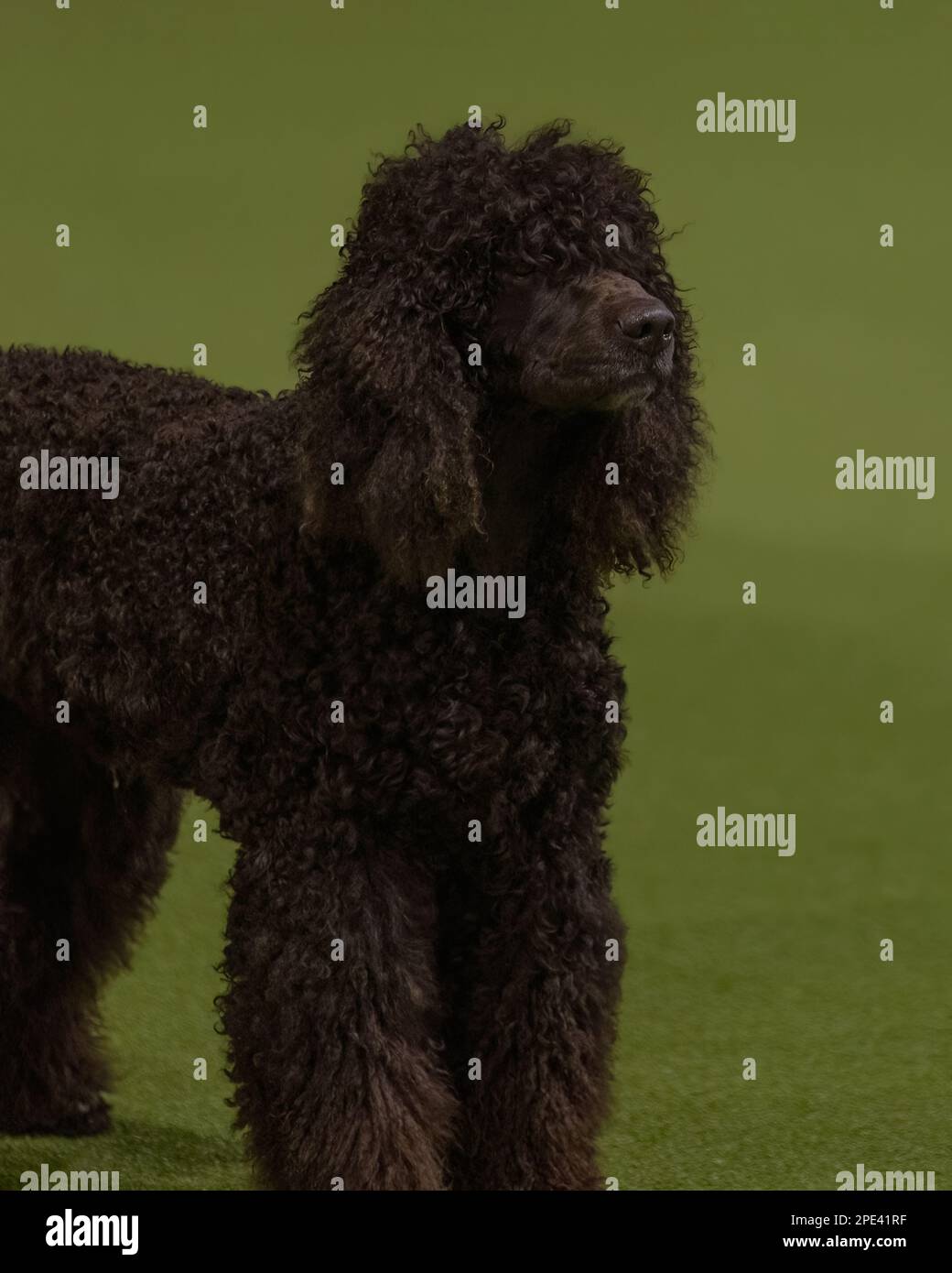 A brown standard poodle at Crufts dog show Stock Photo - Alamy