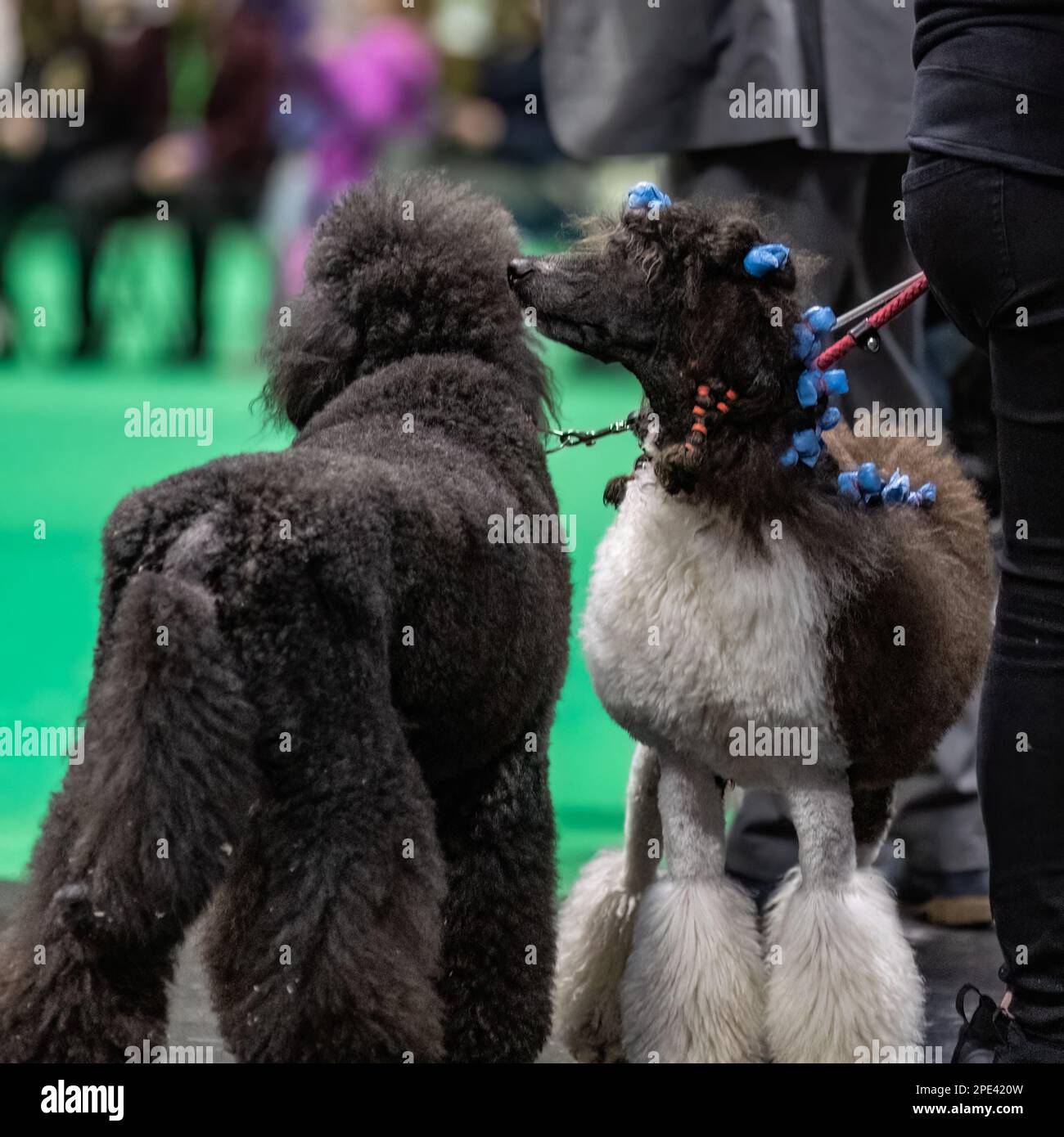 A part-coloured and a brown standard poodle at Crufts dog show Stock ...