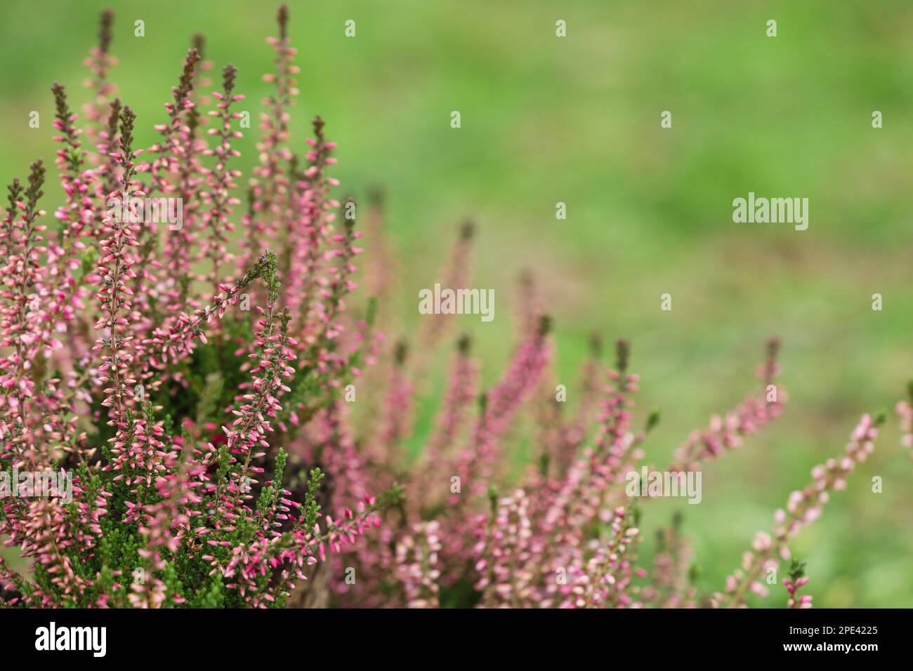 Heather shrub with beautiful flowers outdoors on spring day Stock Photo ...