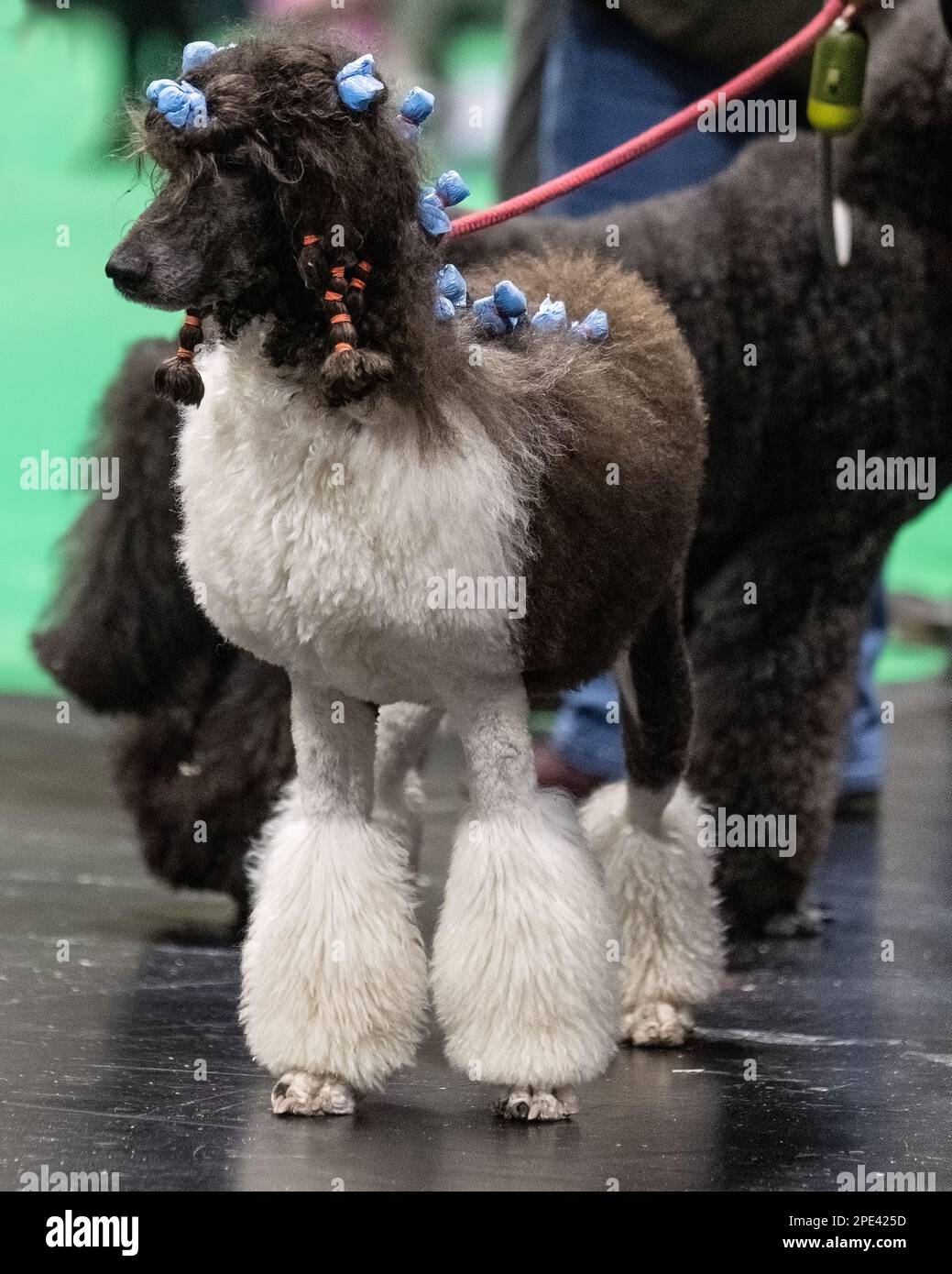 A part-coloured standard poodle at Crufts dog show Stock Photo - Alamy