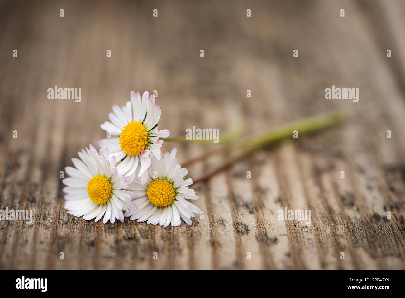 Three daisy blossoms on wooden background Stock Photo - Alamy