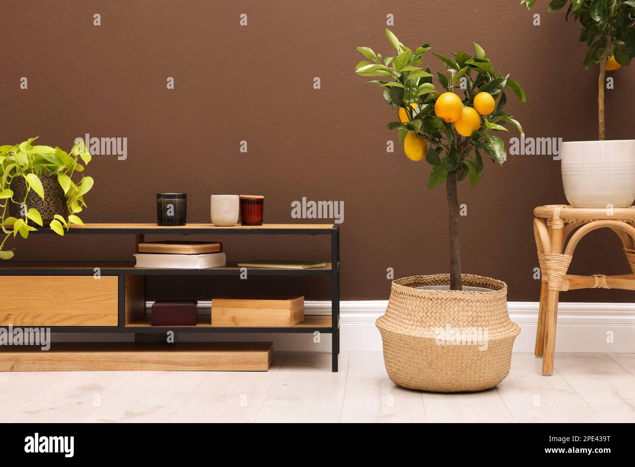 Simple room interior with small potted lemon tree and console table ...
