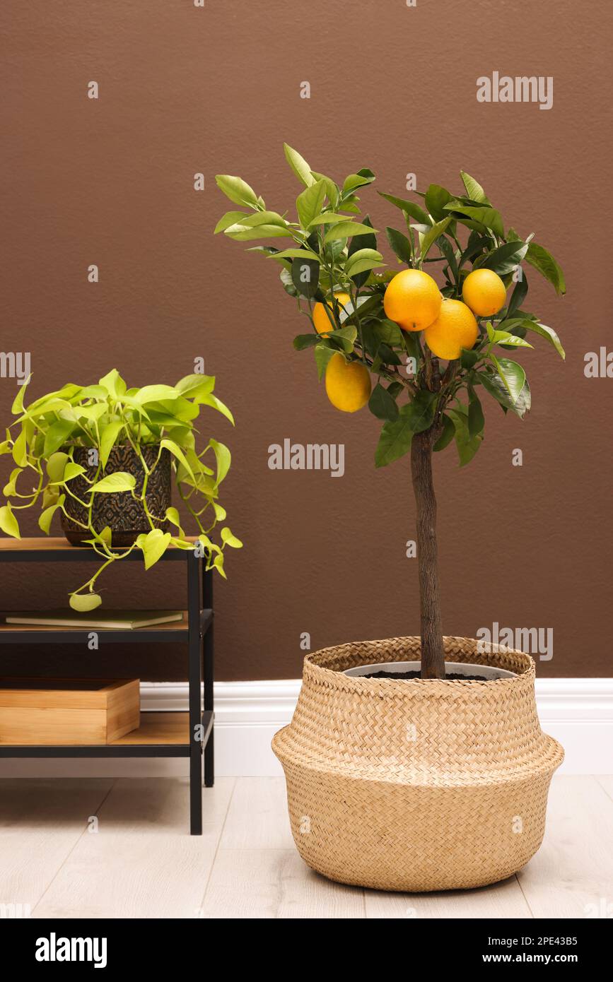 Simple room interior with small potted lemon tree and console table ...