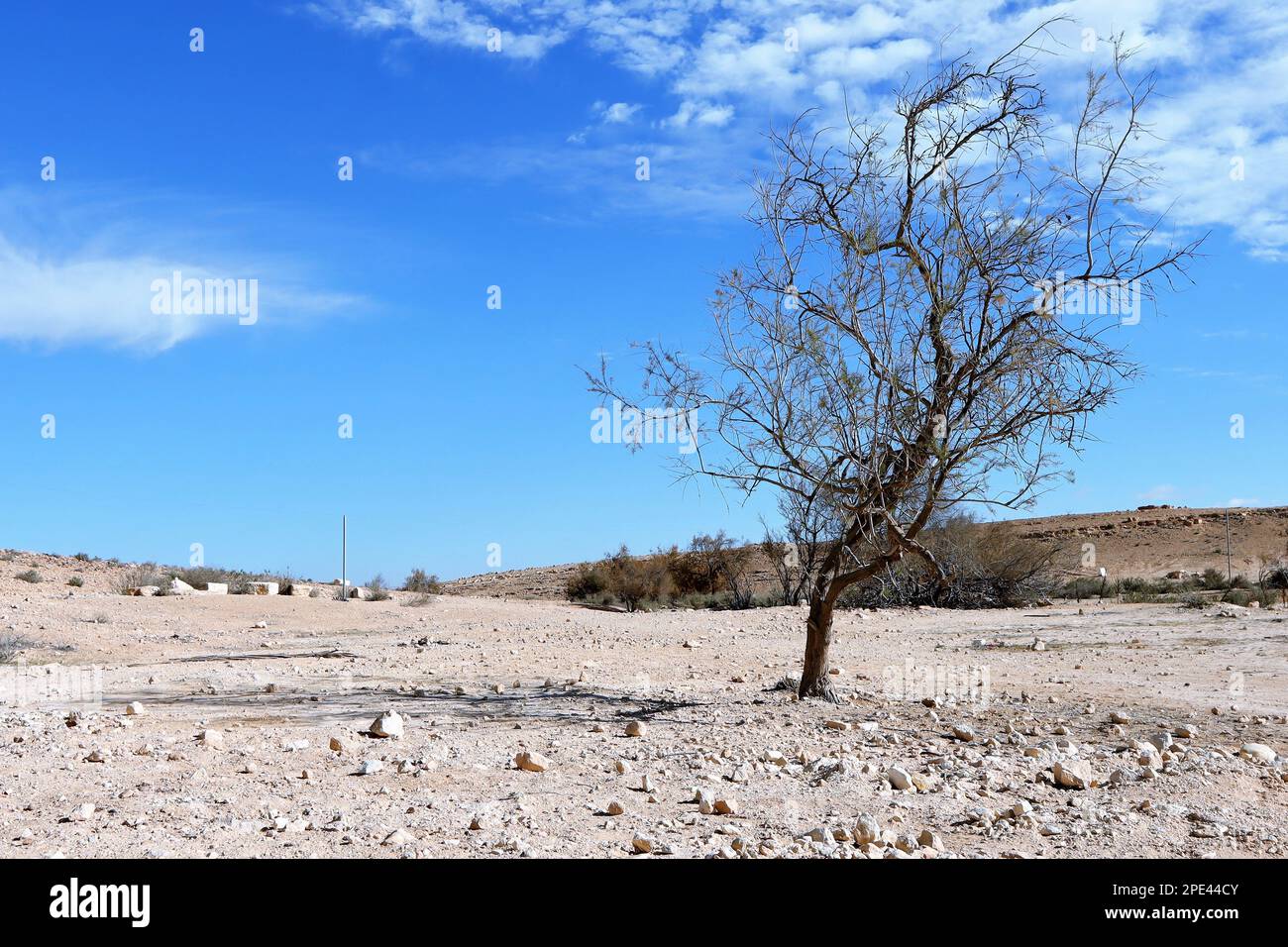 Branches of a withered tree touch a cloud in the blue sky. The shadow ...