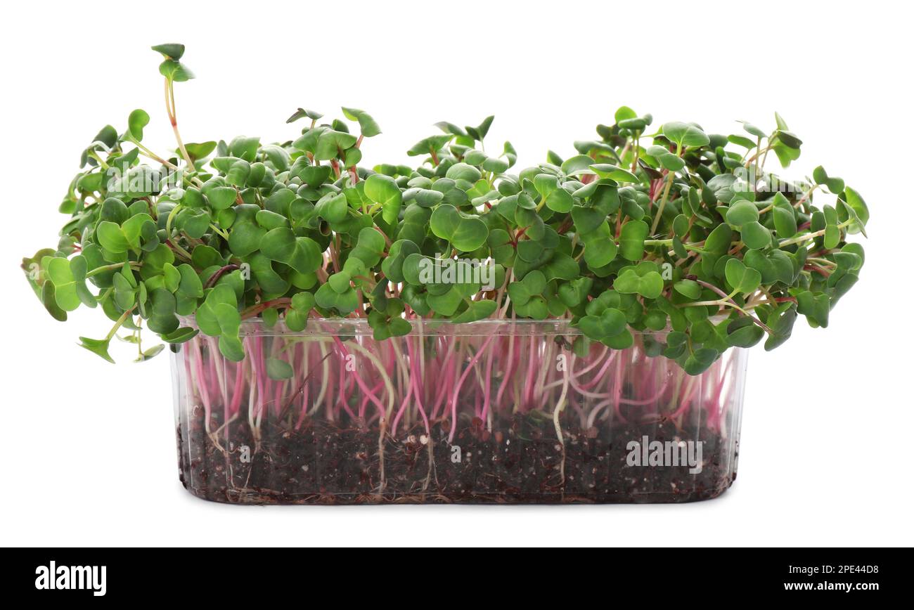 Fresh radish microgreens in plastic container on white background Stock ...