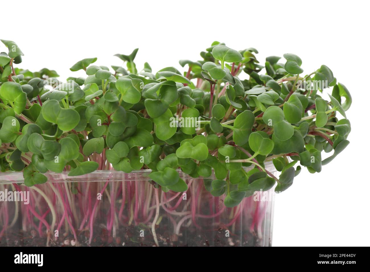 Fresh radish microgreens in plastic container on white background Stock ...