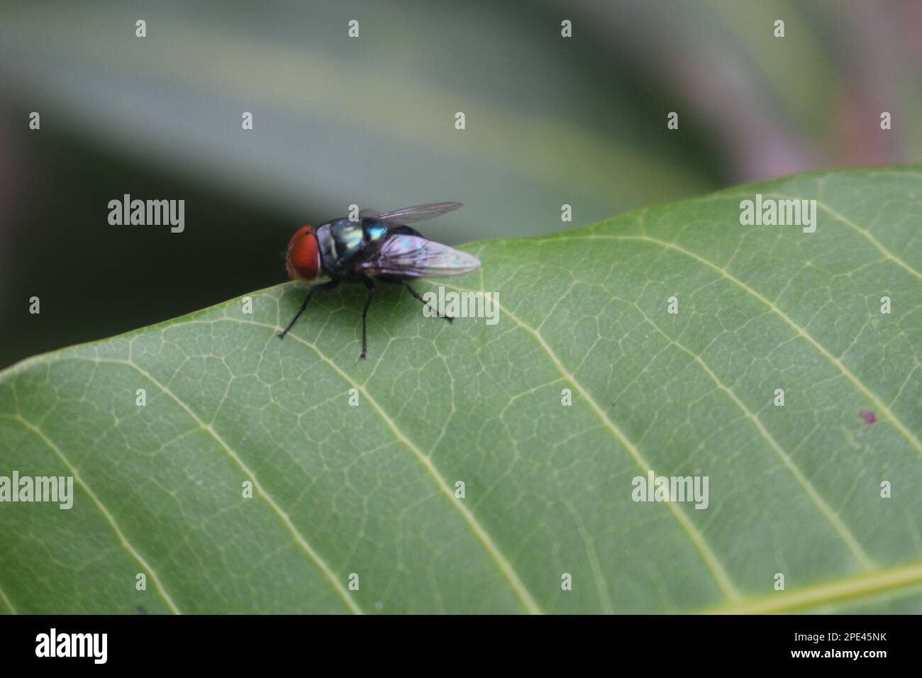 Ijo flies, these insects usually live in dirty and smelly places and ...