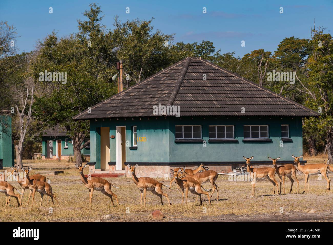 Impala and lodges hi-res stock photography and images - Alamy