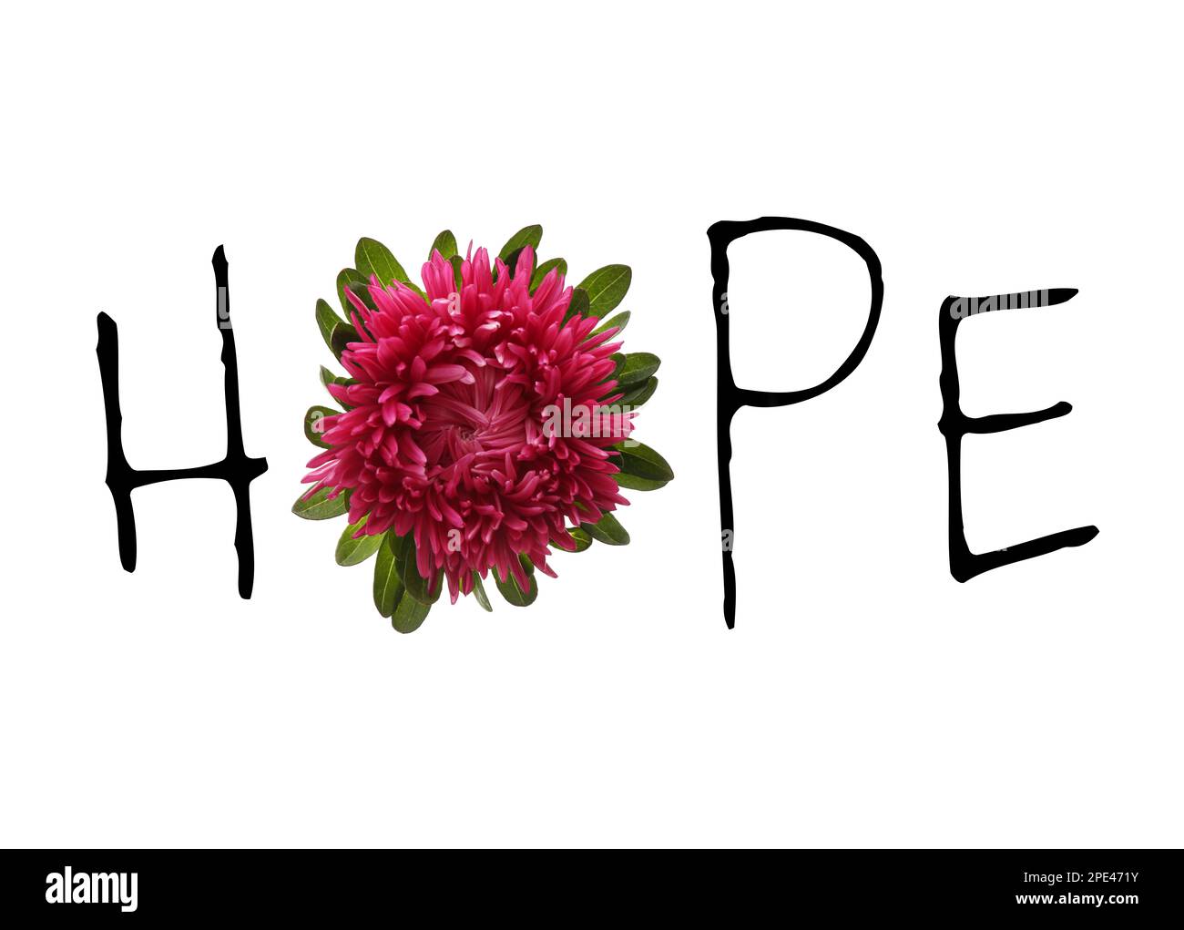 Word HOPE made with letters and beautiful aster on white background ...