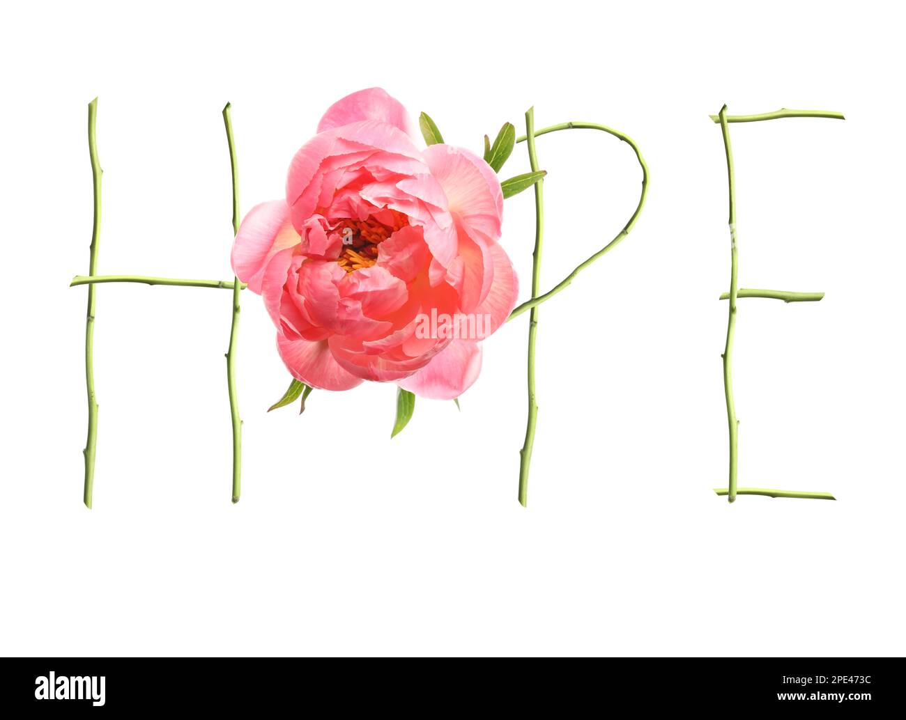 Word HOPE made with letters and beautiful peony on white background ...