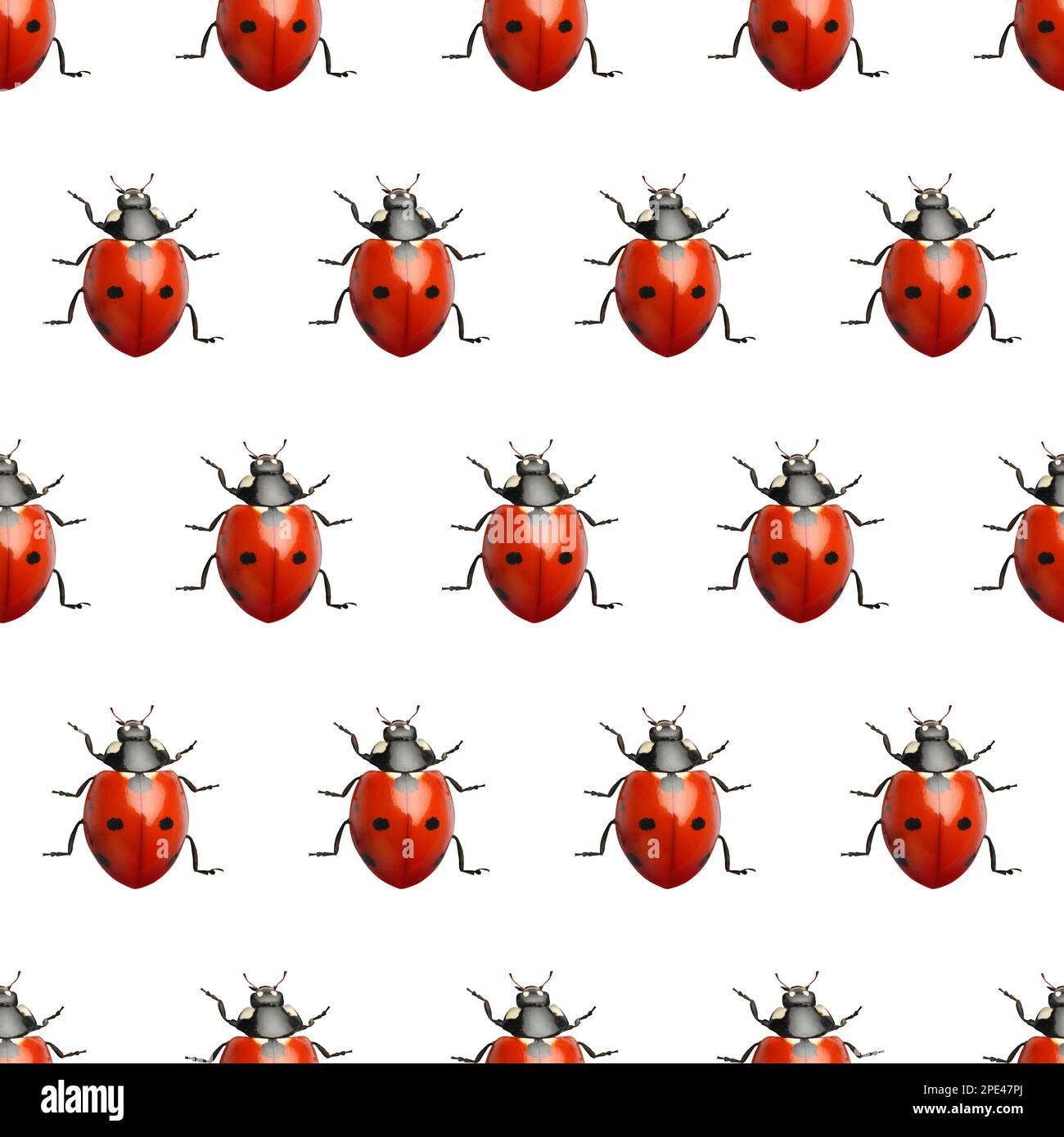 Many red ladybugs on white background, top view Stock Photo - Alamy