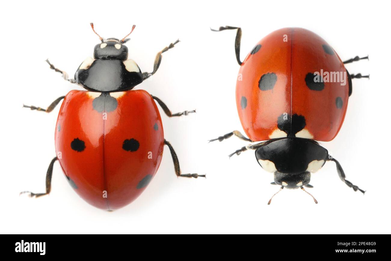 Top view of beautiful ladybugs on white background, collage Stock Photo ...