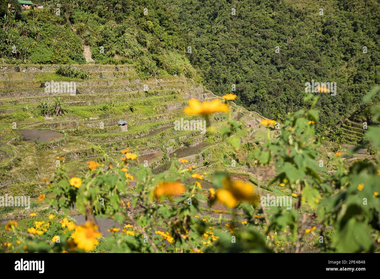 Panoramic view over the rice terraces of Banaue in the Philippines ...