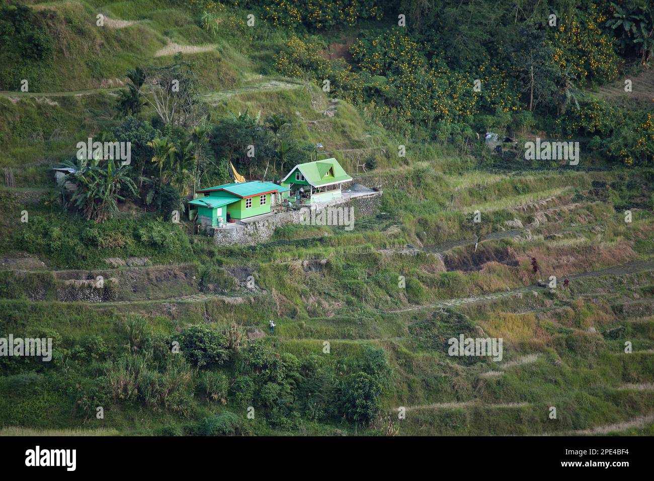 The rice terraces of Banaue in the Philippines, rising steeply like ...