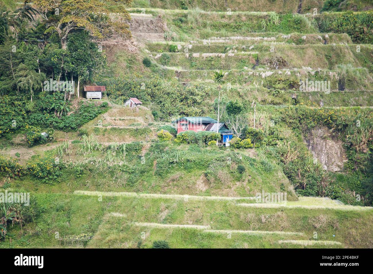 The rice terraces of Banaue in the Philippines, rising steeply like ...