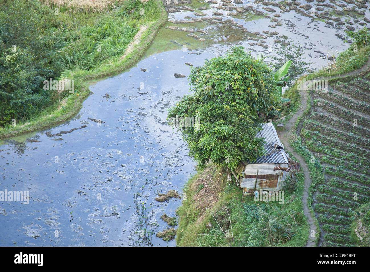 A bird's eye view of a rice pond Banaue in the Philippines with a hut ...