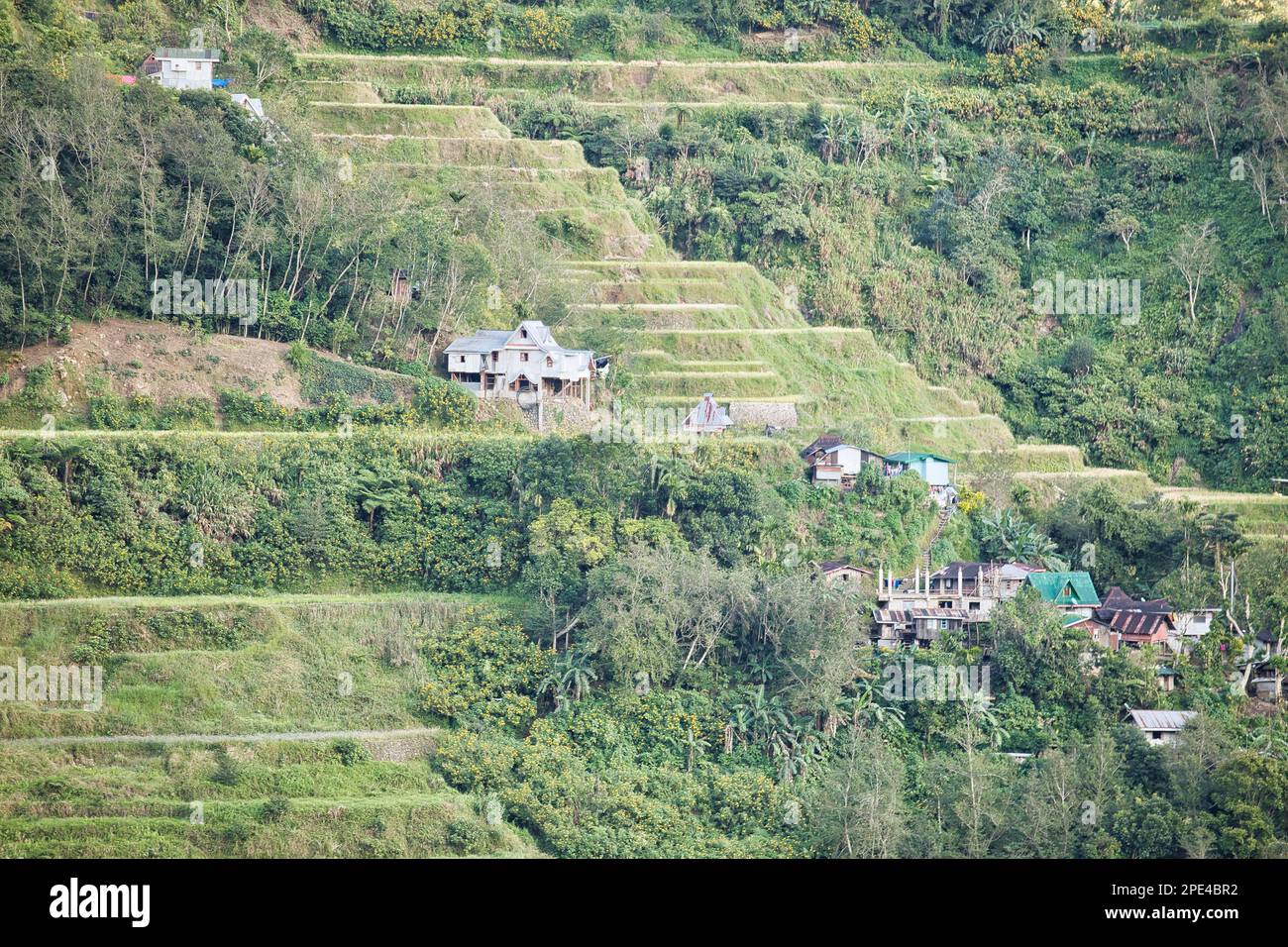 The rice terraces of Banaue in the Philippines, rising steeply like ...