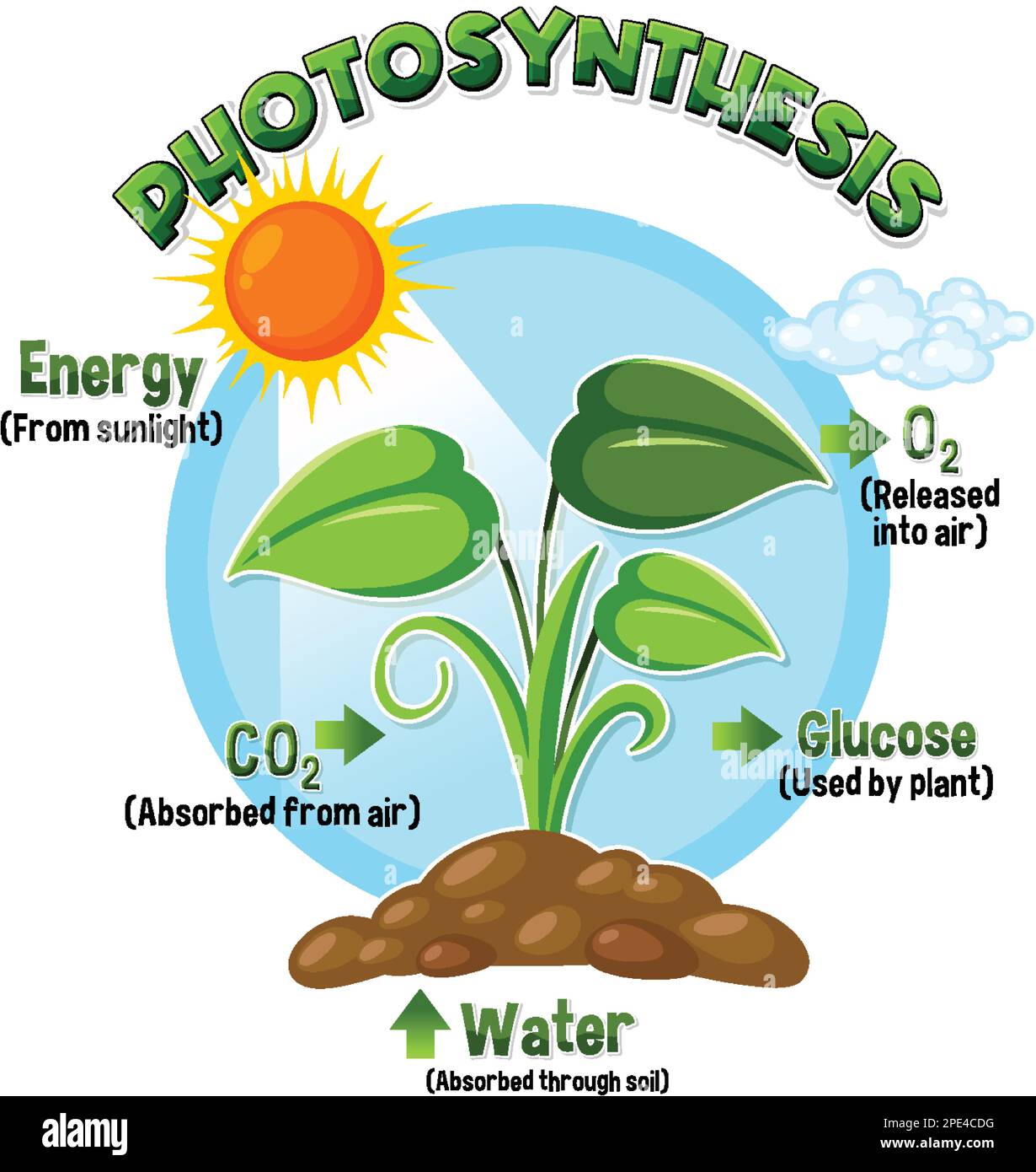 Diagram of Photosynthesis for biology and life science education ...