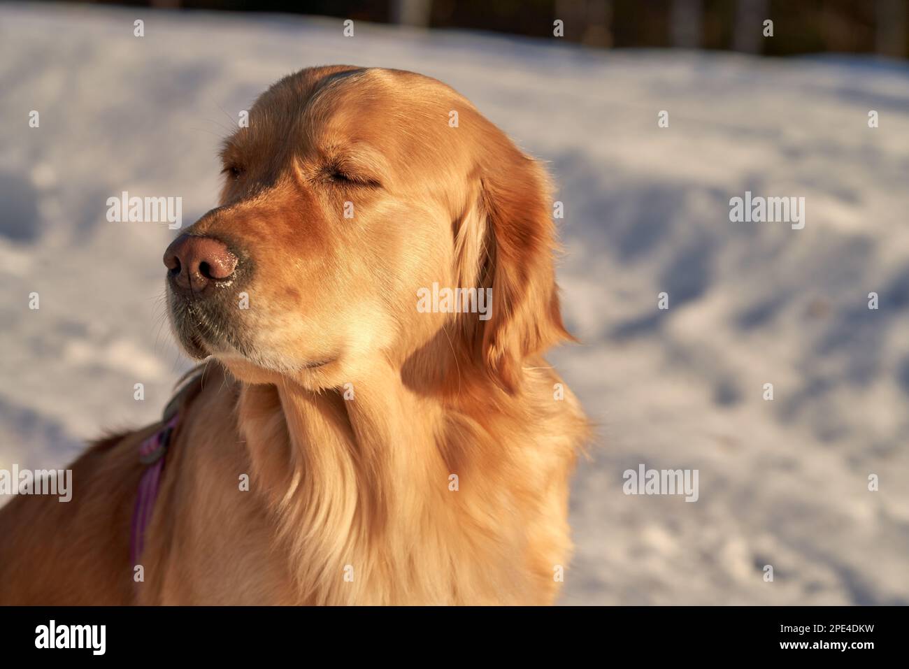 A close up of a golden retriever eyes closed with a snowy background ...