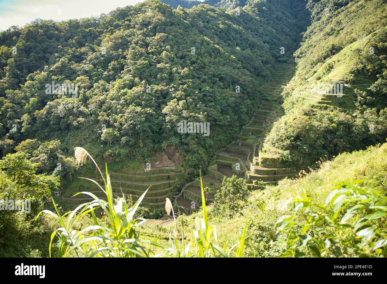 Panoramic view over the rice terraces of Banaue in the Philippines ...