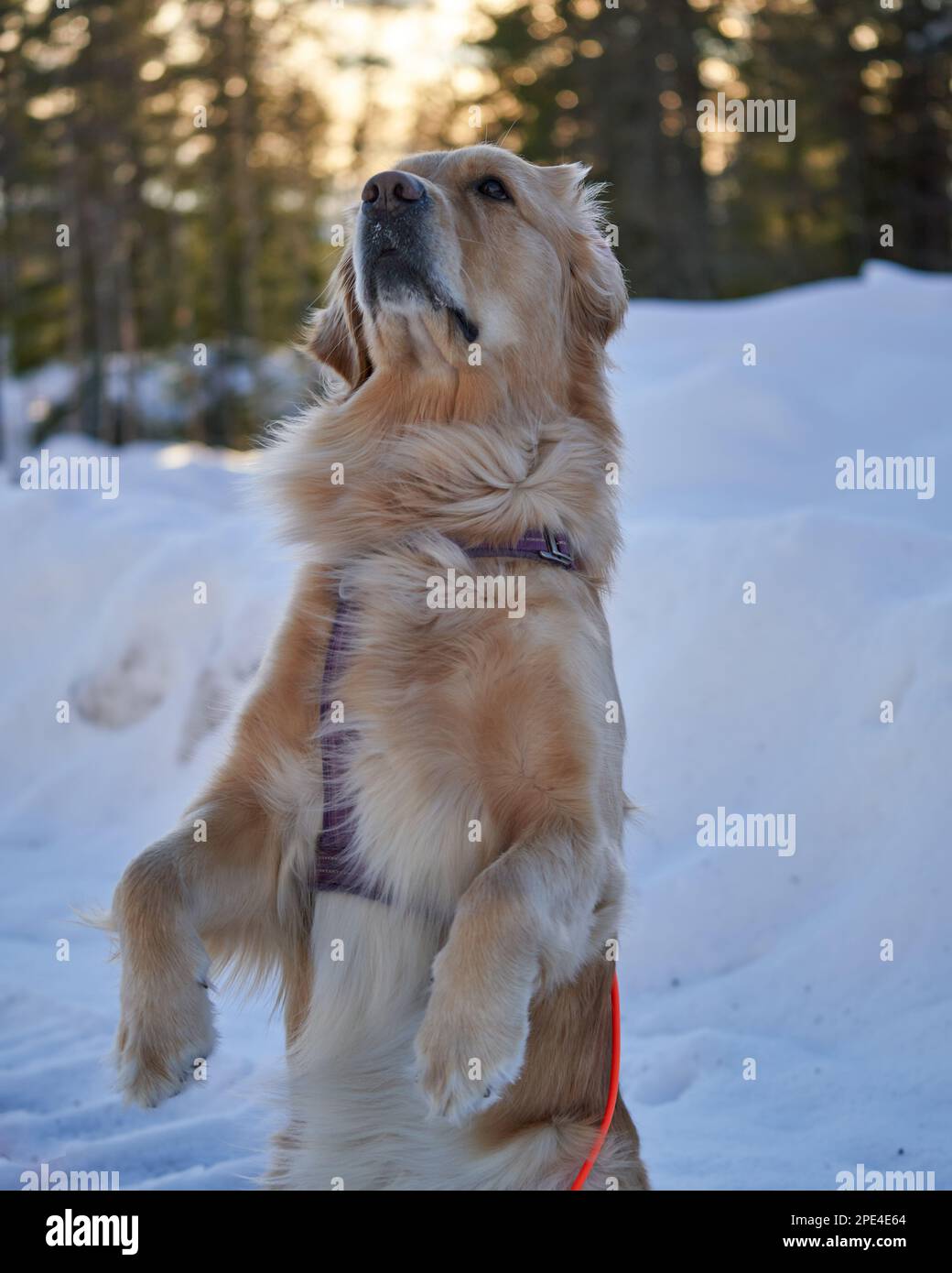 A close up shot of a golden retriever standing on its hind legs in the ...