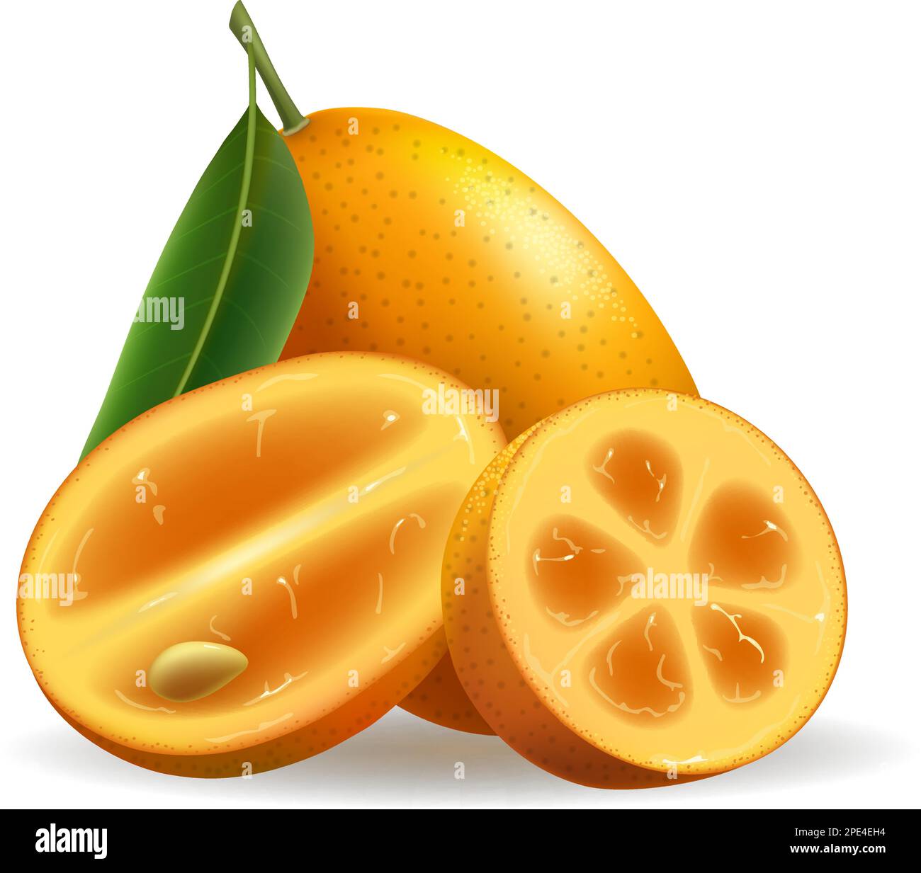 Kumquat fruit Stock Vector Images - Alamy