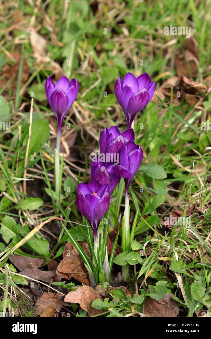 Flowering corms hi-res stock photography and images - Alamy
