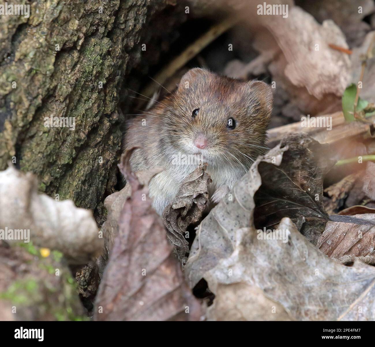 Bank Vole (Myodes Glareolus Stock Photo - Alamy