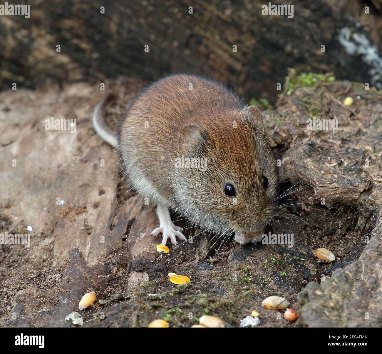Bank Vole (Myodes Glareolus Stock Photo - Alamy
