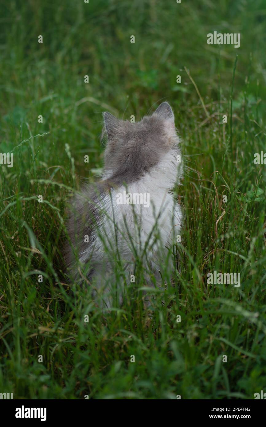 Introducing cat to the outside world. Disoriented and frightened cat in ...