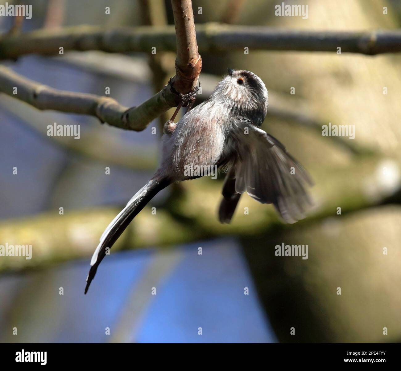 Long Tailed Tit (Aegithalos Caudalus Stock Photo - Alamy