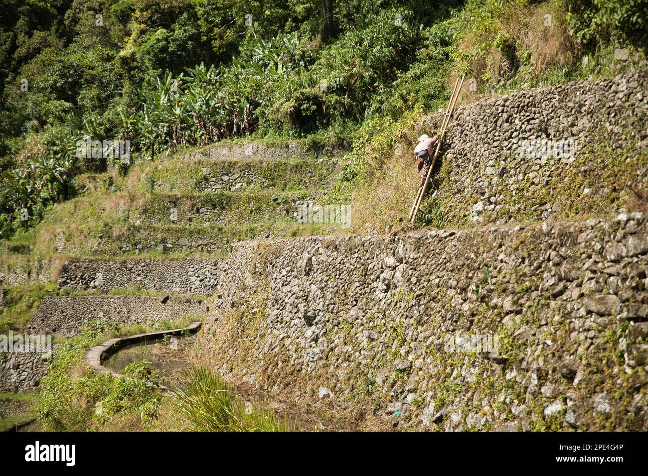 A rice terrace of Banaue in the Philippines, a stan wall in the ...